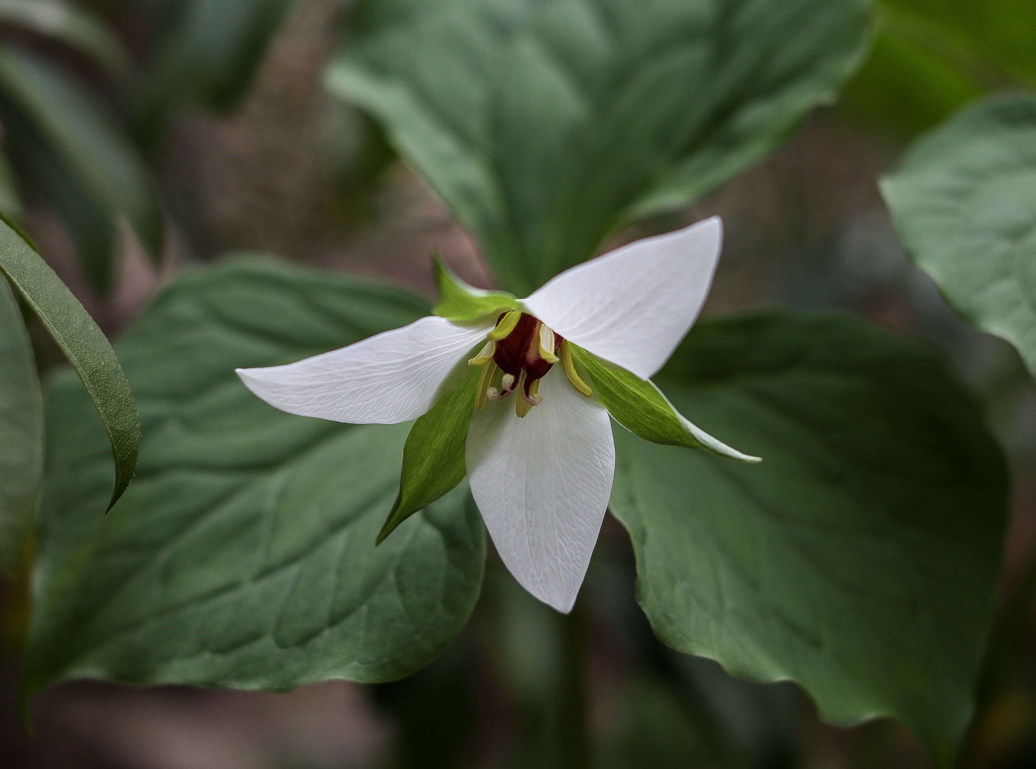 Gardening 101: Trilliums - Gardenista