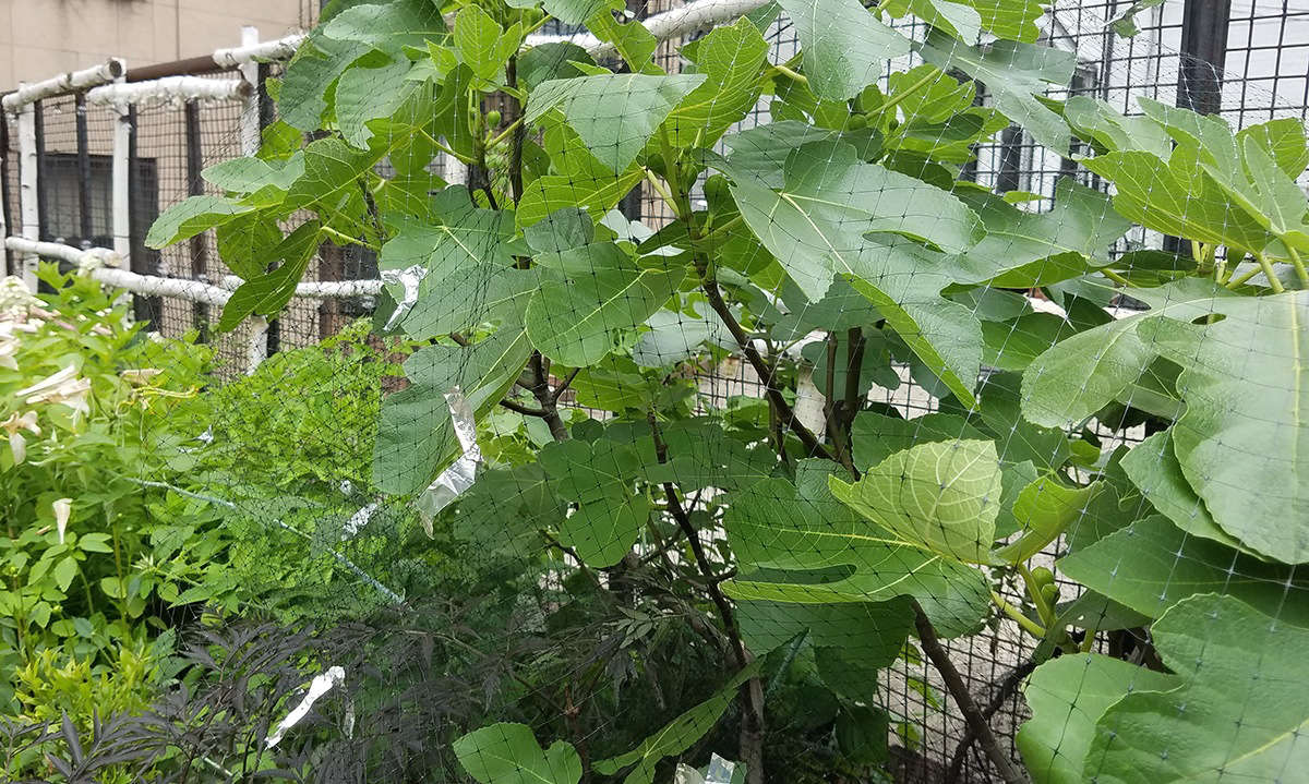 My Brooklyn Garden Rehab: 1,000 Square Feet, Season Two - Gardenista