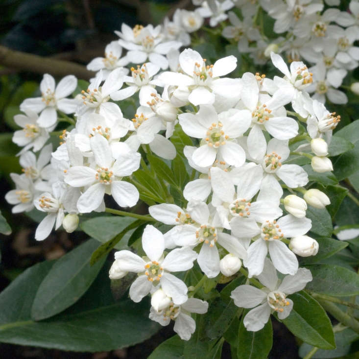 Gardening 101: Mexican Orange Blossom - Gardenista