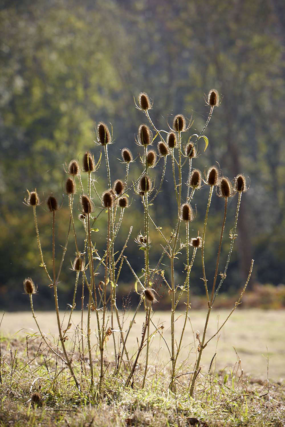 Gardening 101: Teasel - Gardenista