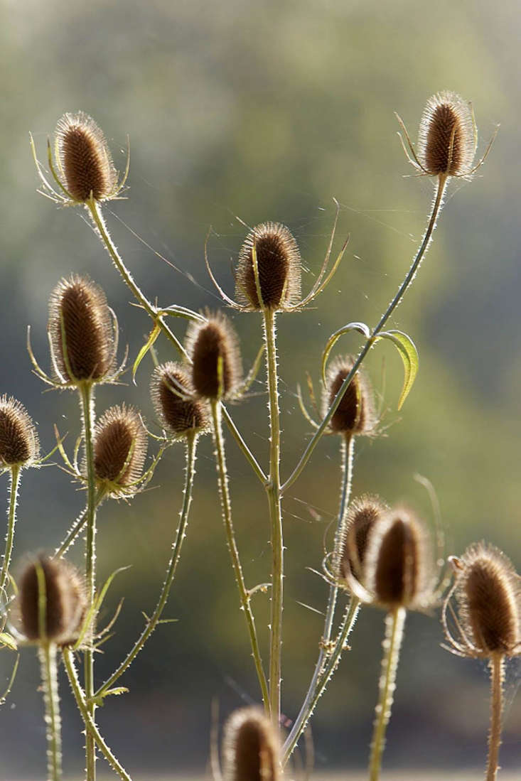 Gardening 101: Teasel - Gardenista