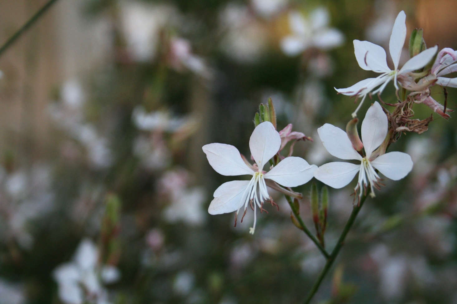 Gardening 101: Gaura - Gardenista