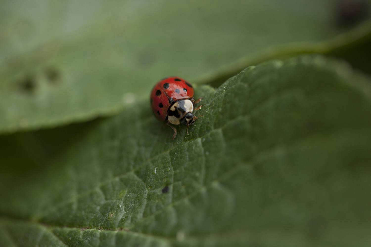 Your Garden's Best Friend: The Life and Times of a Ladybug - Gardenista