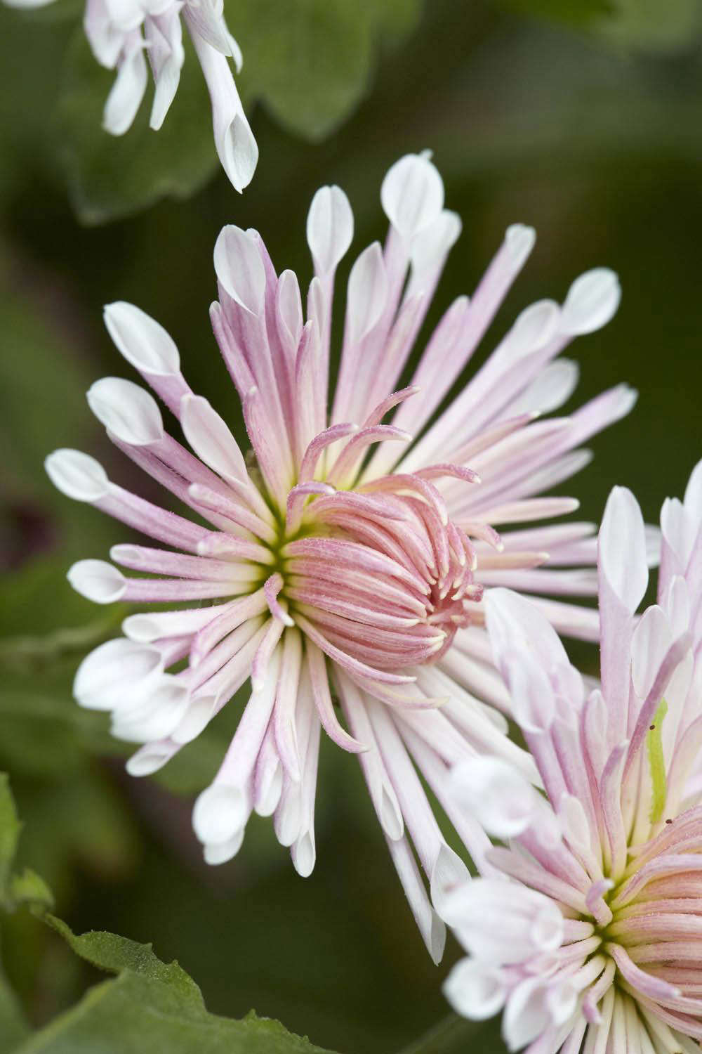 Gardening 101: Chrysanthemums - Gardenista