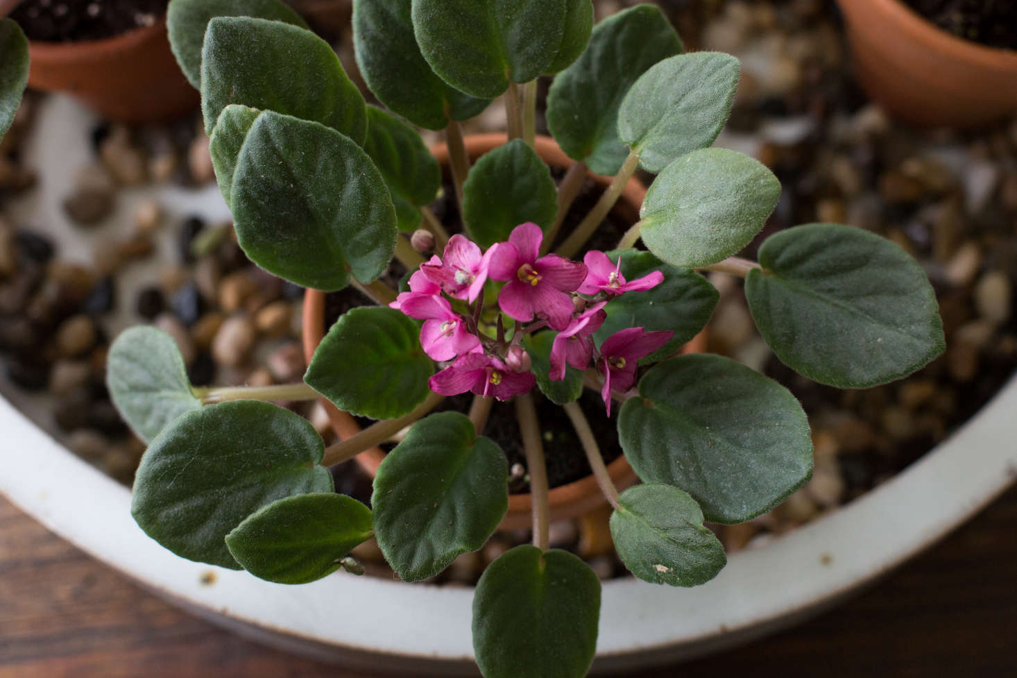 African Violets: Rethinking 'America's Favorite House Plant' for Modern ...