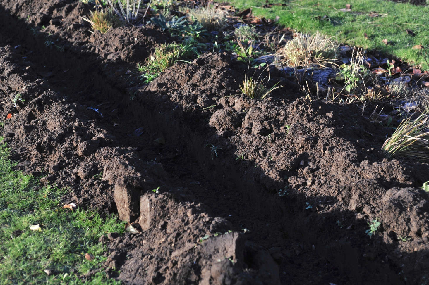 Landscaping 101: How to Plant a Bare Root Hedge - Gardenista