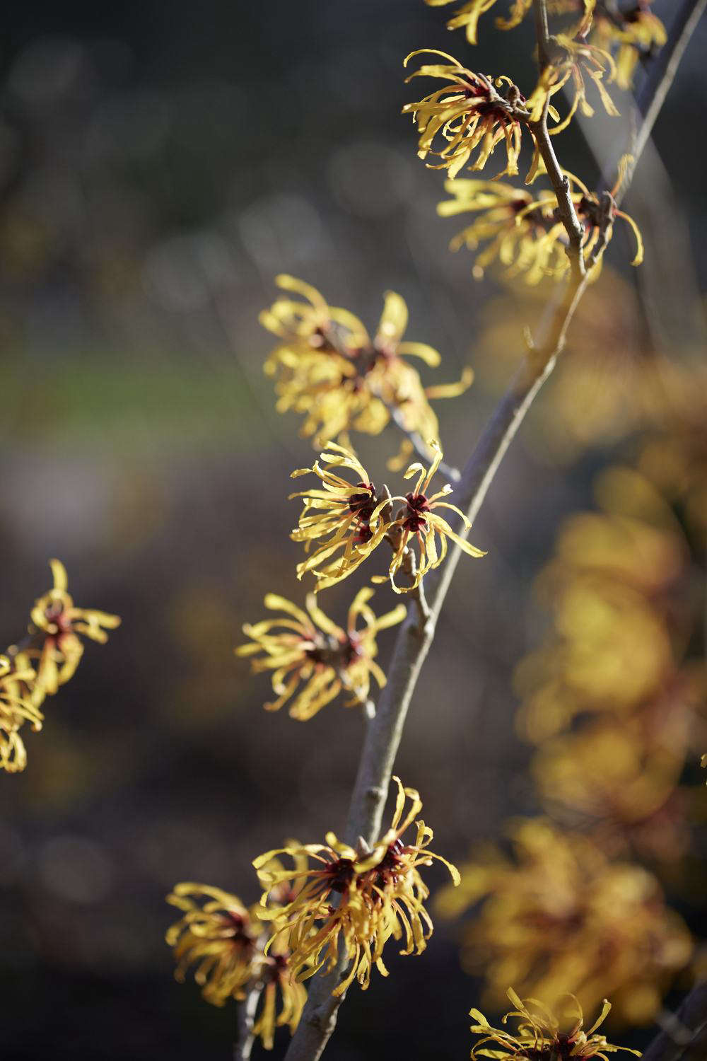 Winter Enchantment: 9 Best Witch Hazels for a Luminous Garden - Gardenista