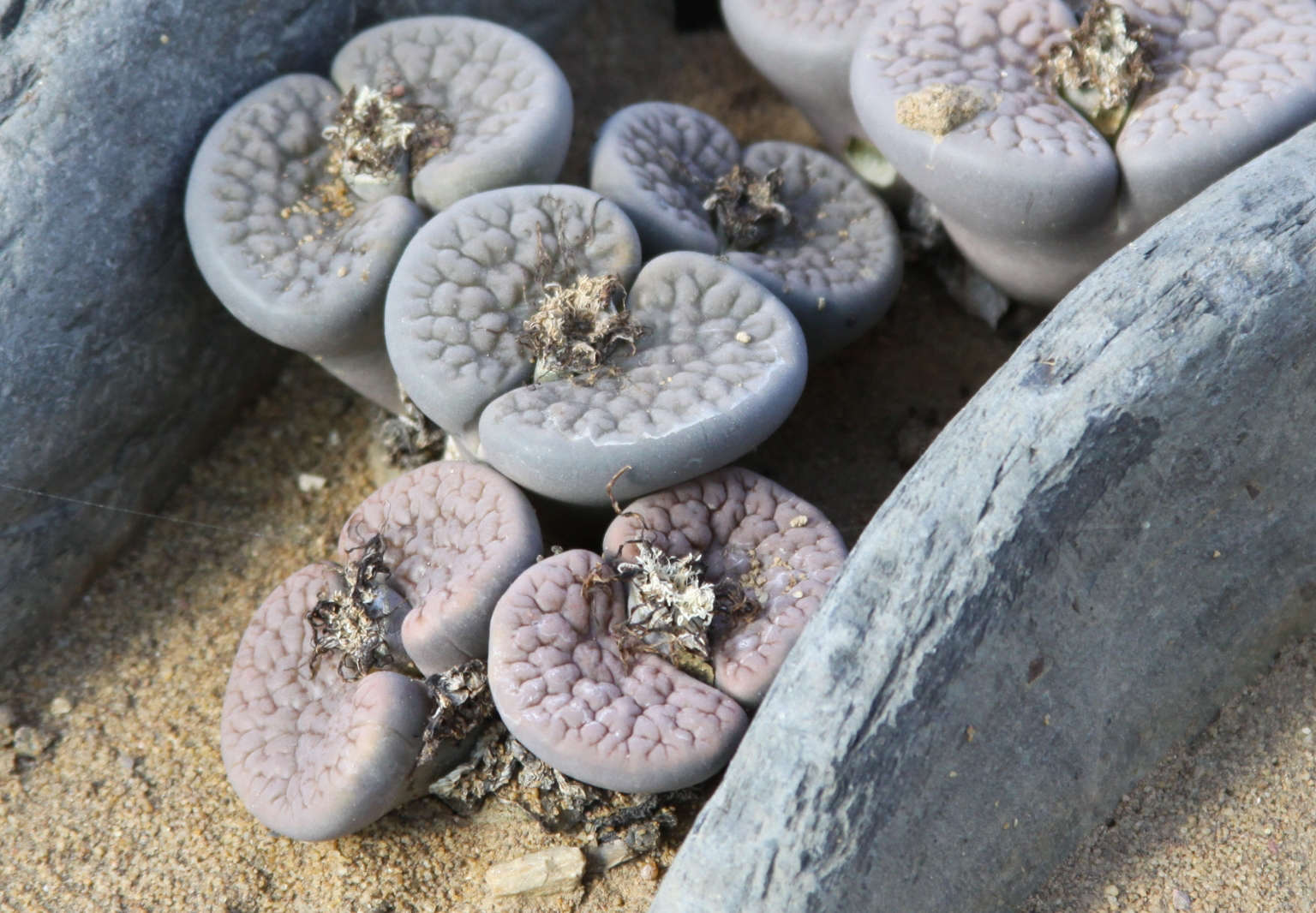 Gardening 101: Lithops - Gardenista