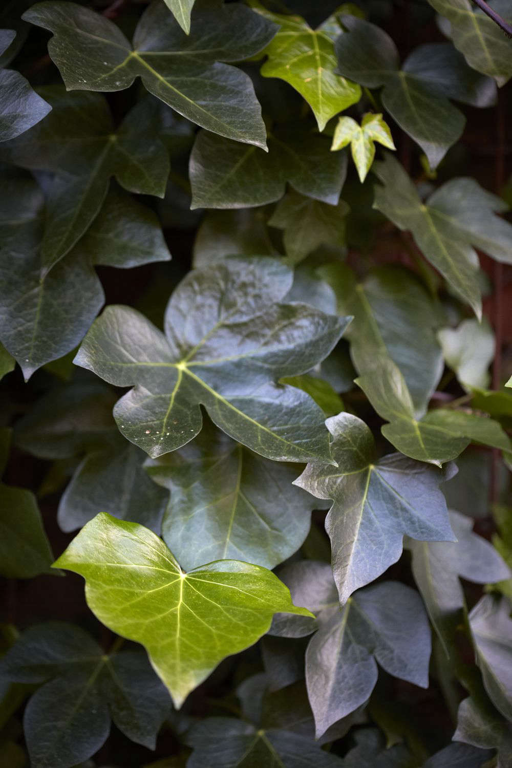 A Vital Vine: 11 Best Varieties of Ivy - Gardenista