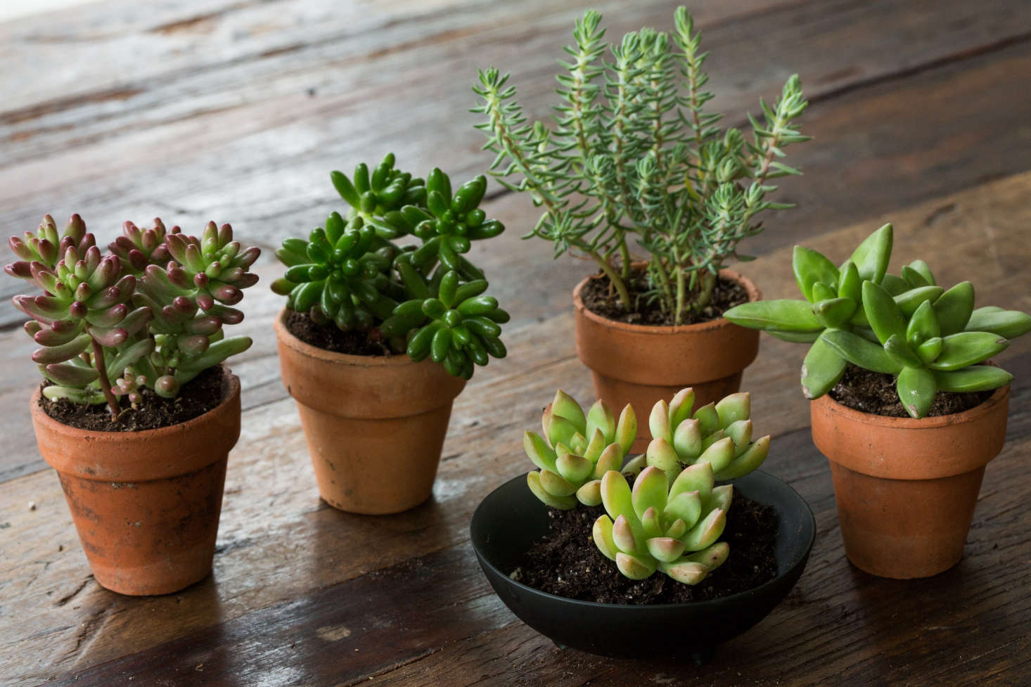 Succulents Explained How To Identify And Grow 12 Favorites Gardenista Succulents Explained How To Identify And Grow 12 Favorites Gardenista