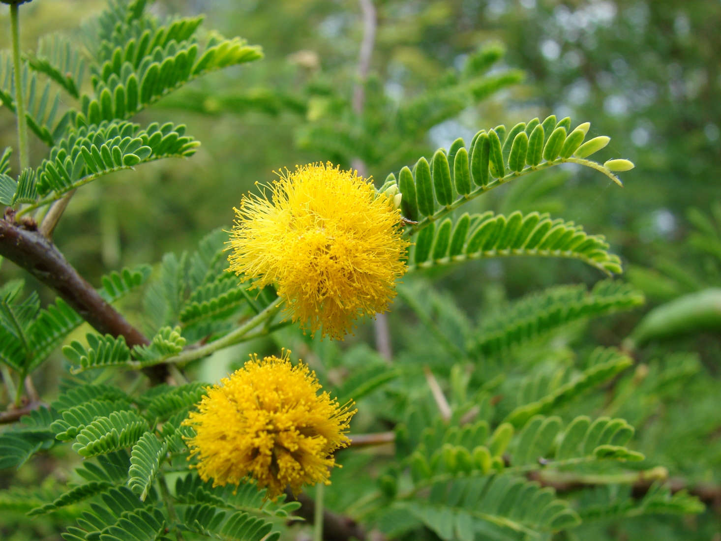 Gardening 101: Acacia - Gardenista
