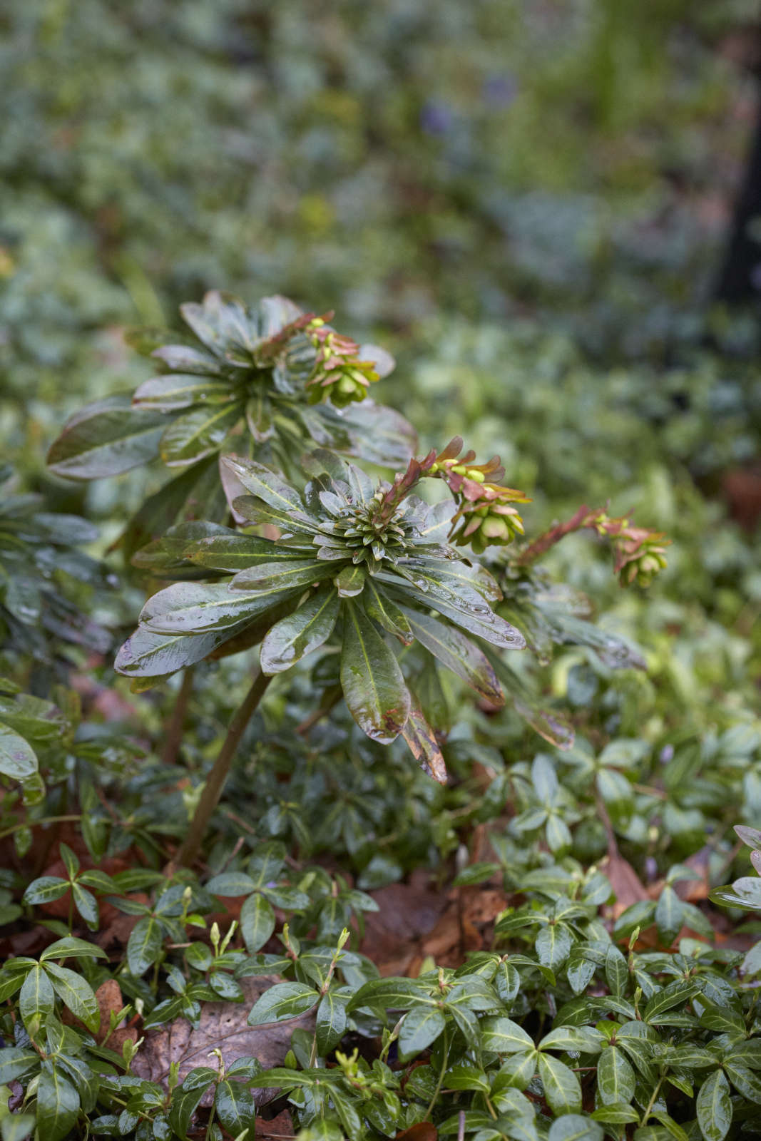 Spurge, Your Secret Weapon: 6 Best Varieties to Plant in the Garden ...
