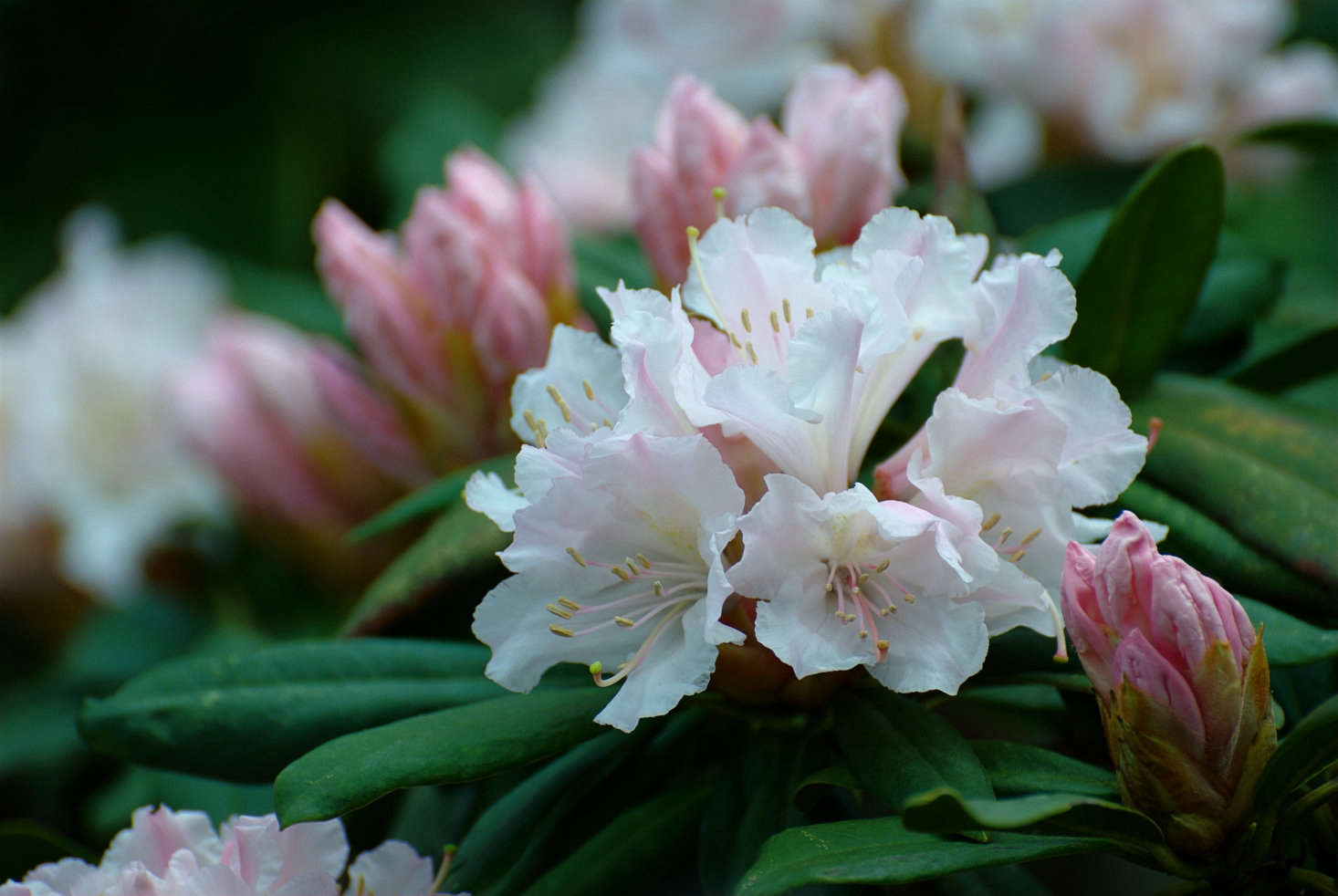 Gardening 101: Rhododendrons - Gardenista