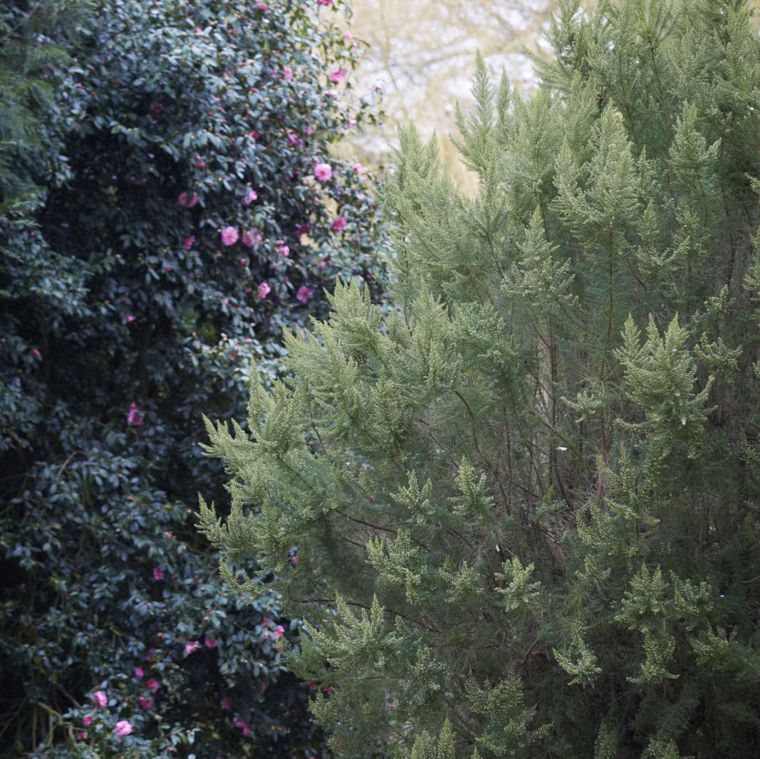 Gardening 101: Tree Heather - Gardenista