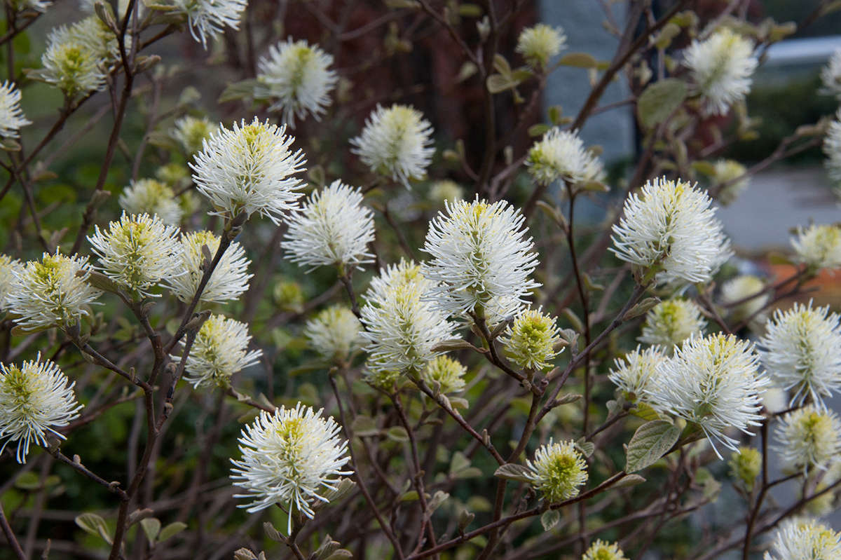Fothergilla: Planting and Care Tips for a Flowering Deciduous Shrub