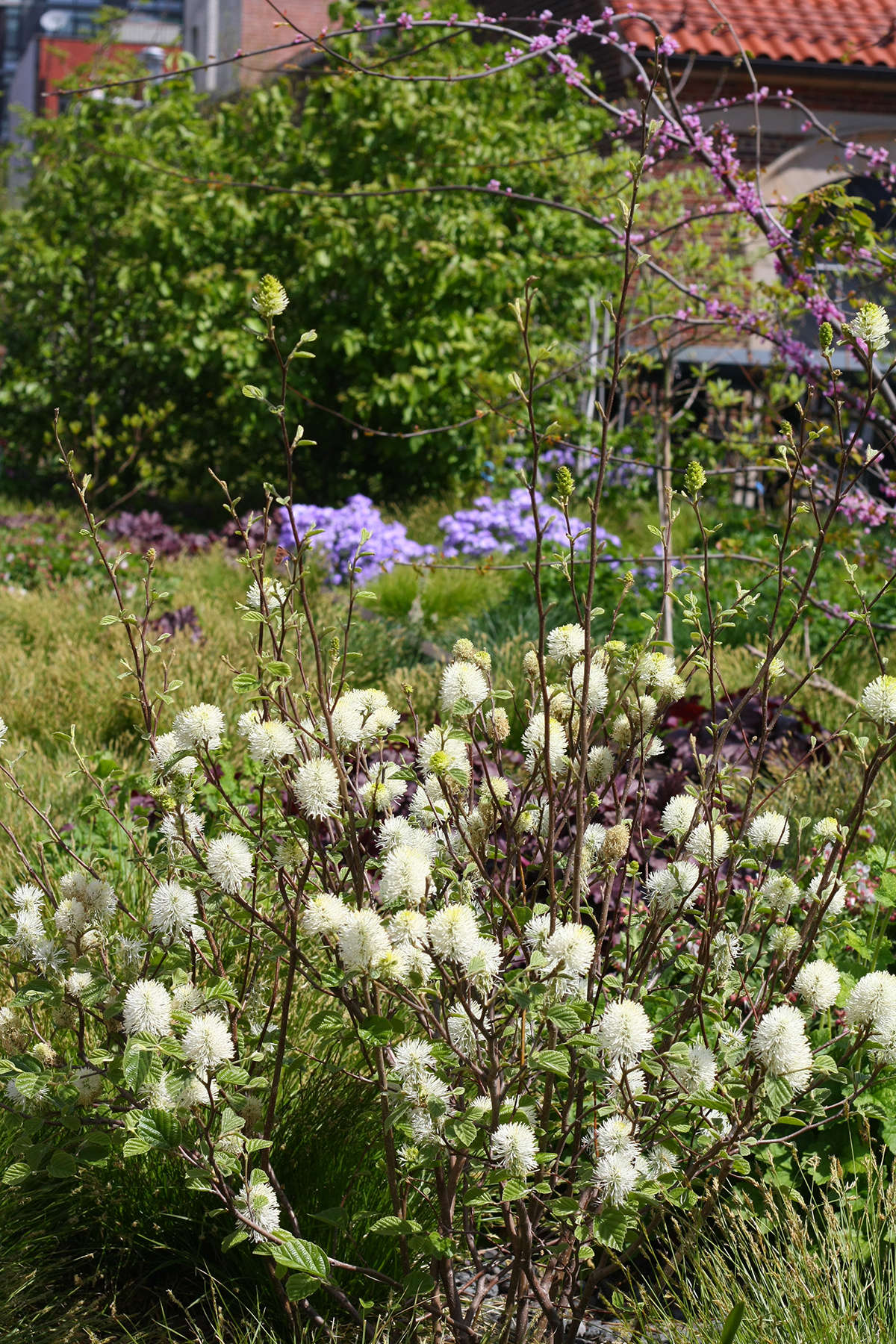 Fothergilla: Planting and Care Tips for a Flowering Deciduous Shrub