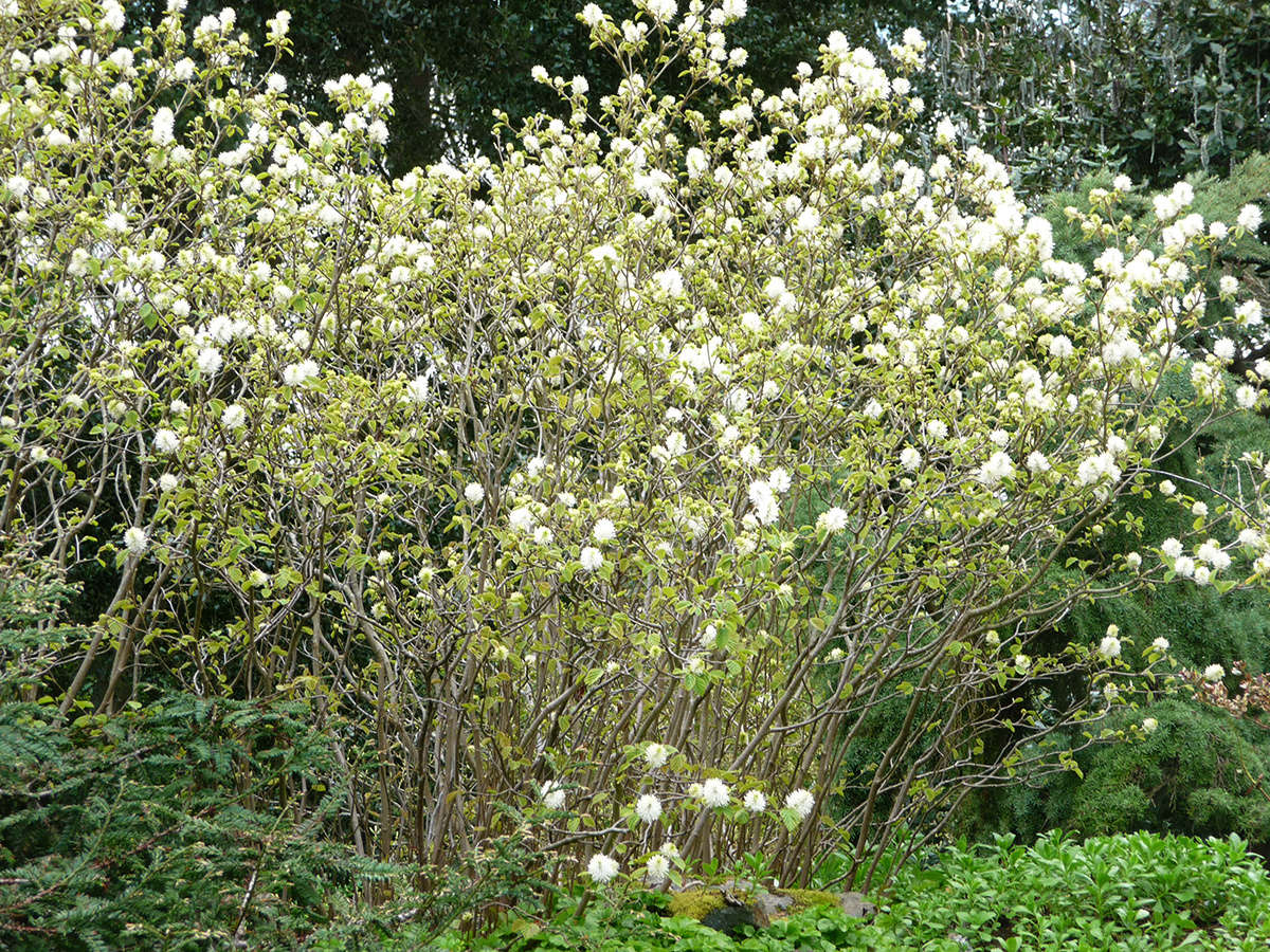 Fothergilla: Planting and Care Tips for a Flowering Deciduous Shrub