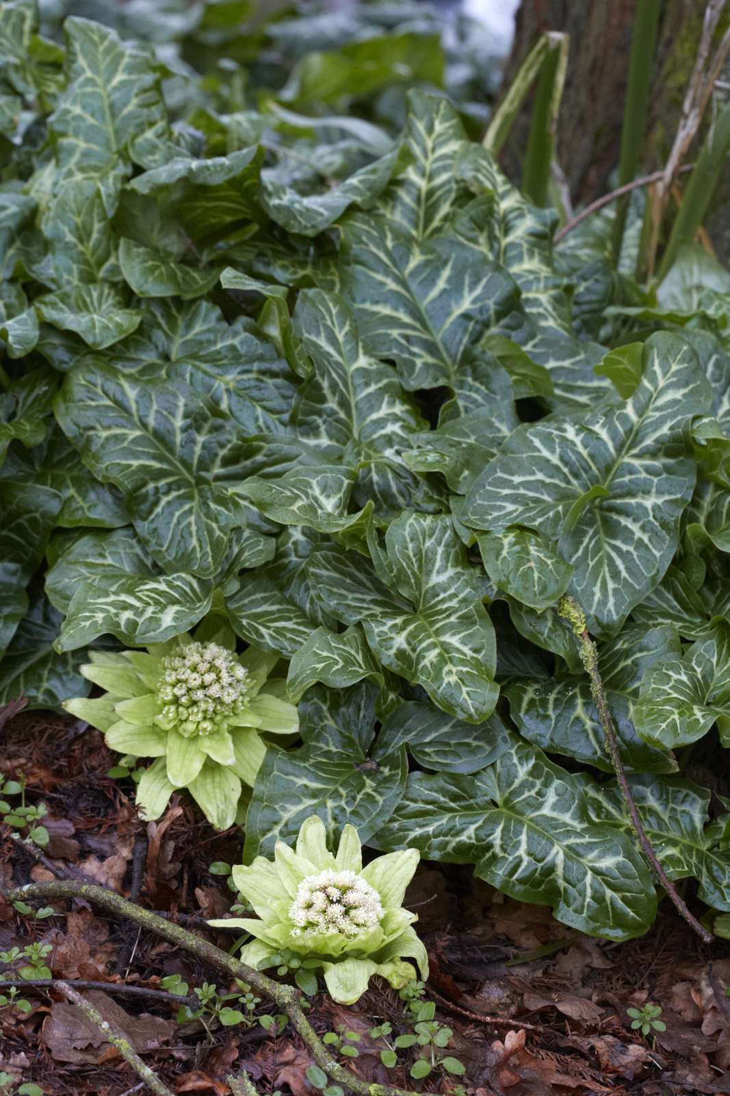 Petasites japonicus: Tips for Growing and Caring for Butterburs