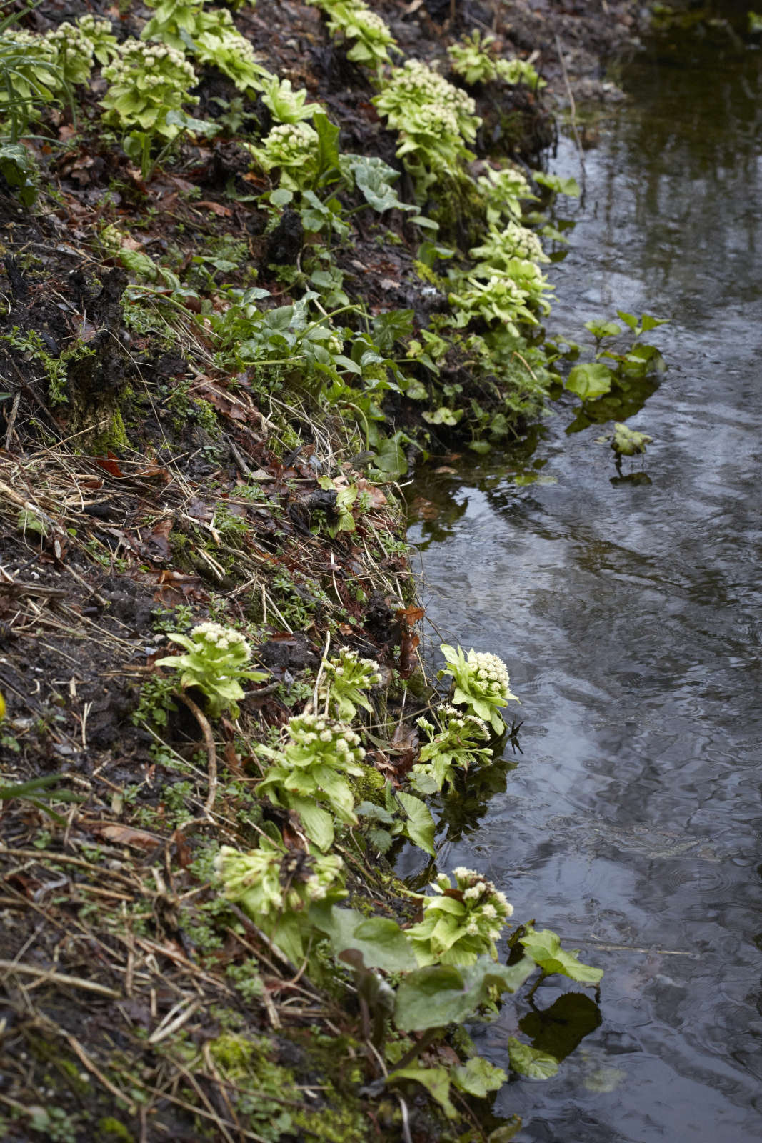 Petasites japonicus: Tips for Growing and Caring for Butterburs
