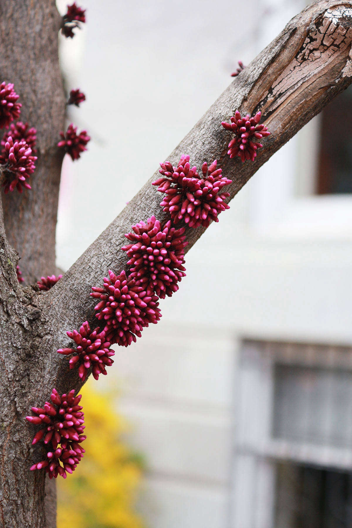 Eastern Redbud: How to Plant and Care for a Native Flowering Tree
