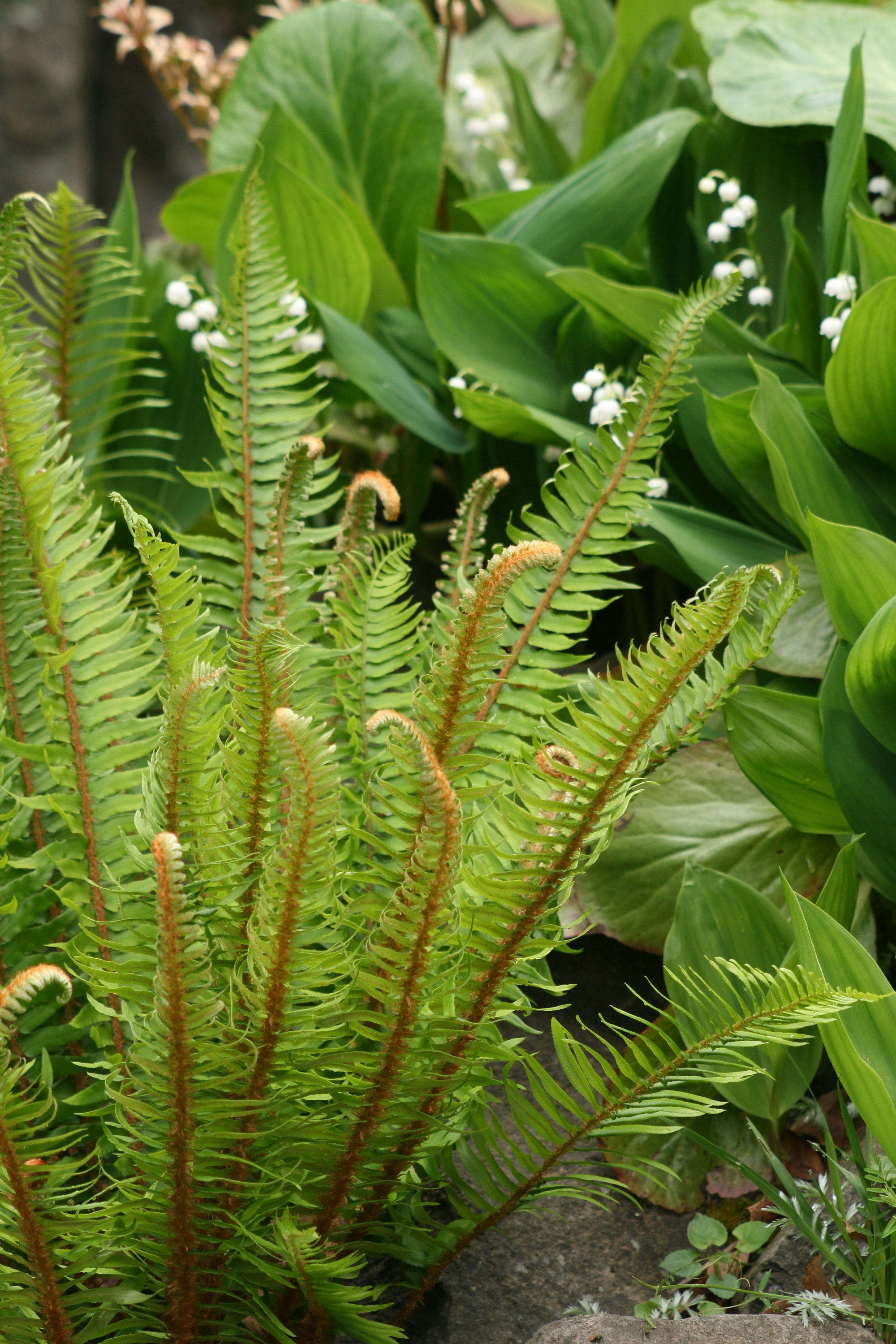 How to Successfully Grow Western Sword Ferns: A Field Guide to Planting ...