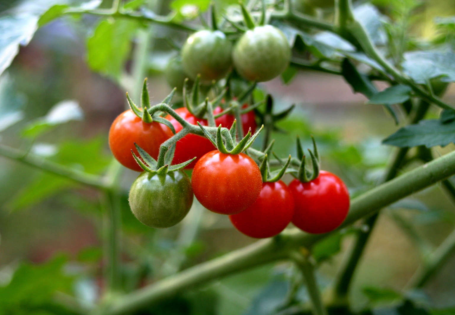 Tomatoes: How to Successfully Grow Beefsteak, Plum or Cherry Varieties