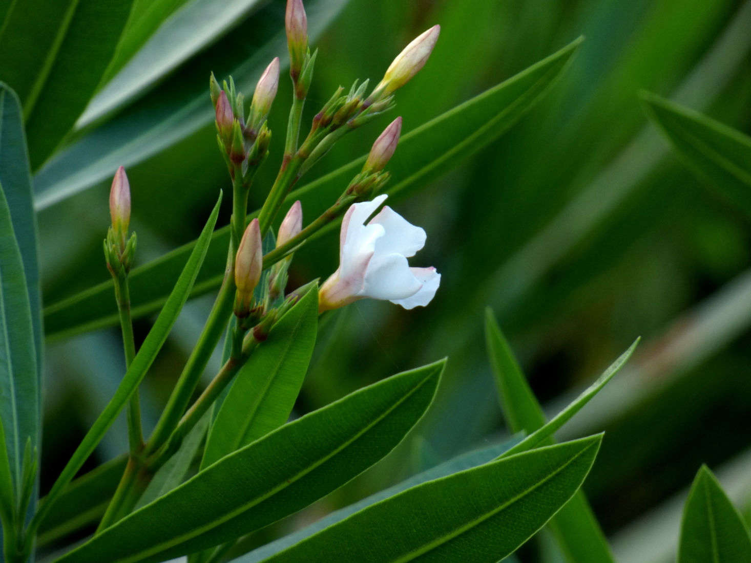 Gardening 101: Oleander - Gardenista