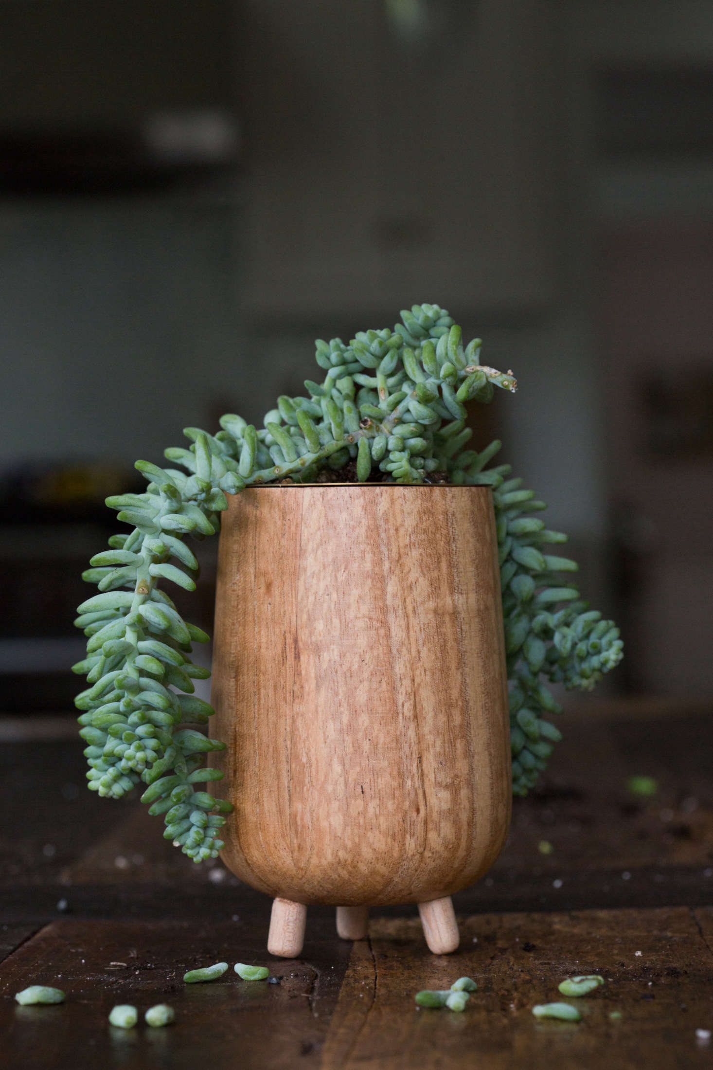 Gardening 101: Burro's Tail Succulent - Gardenista