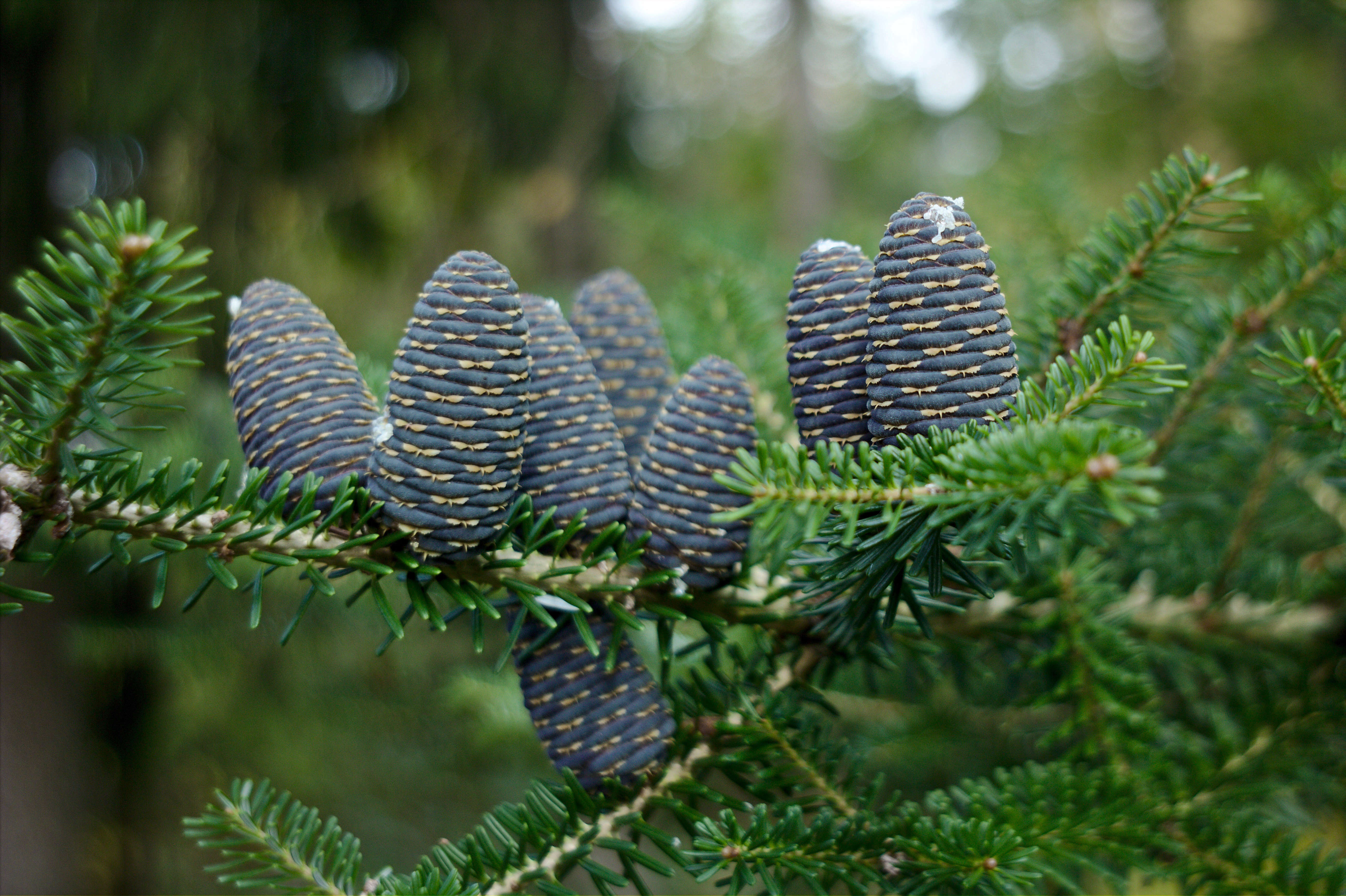 How To Successfully Grow Fir Trees A Field Guide To Planting Care