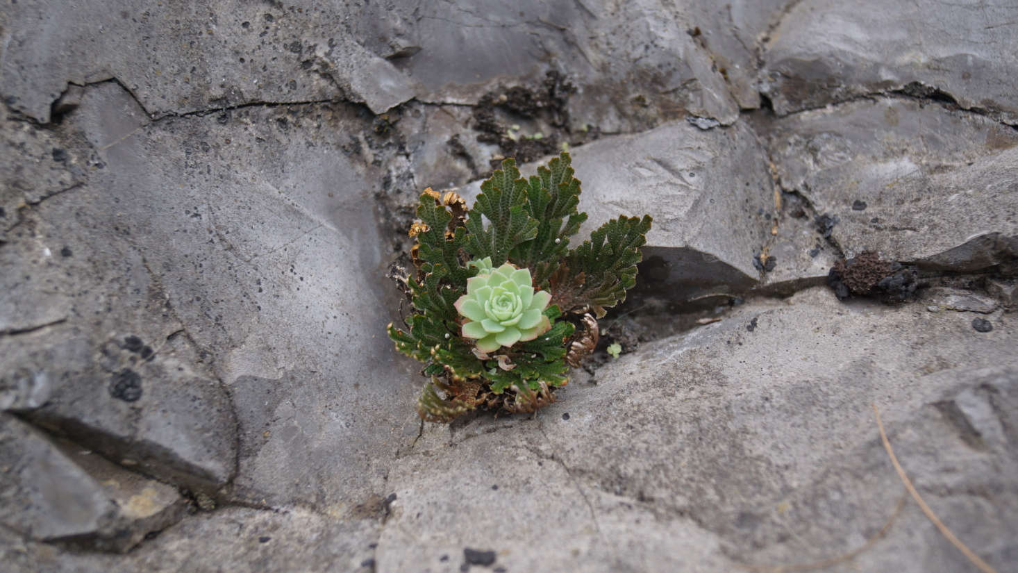 The Miracle Season: A Resurrection Plant That Can Come Back to Life ...