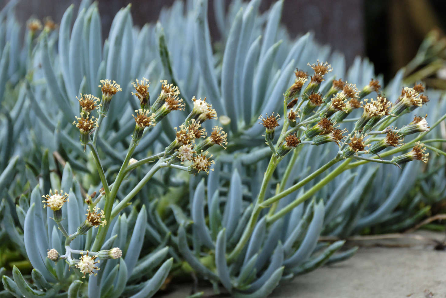 Gardening 101: Senecio Succulents - Gardenista