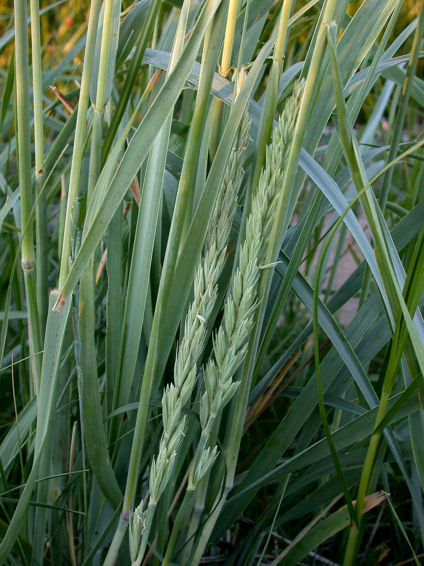 Gardening 101: Lyme Grass - Gardenista