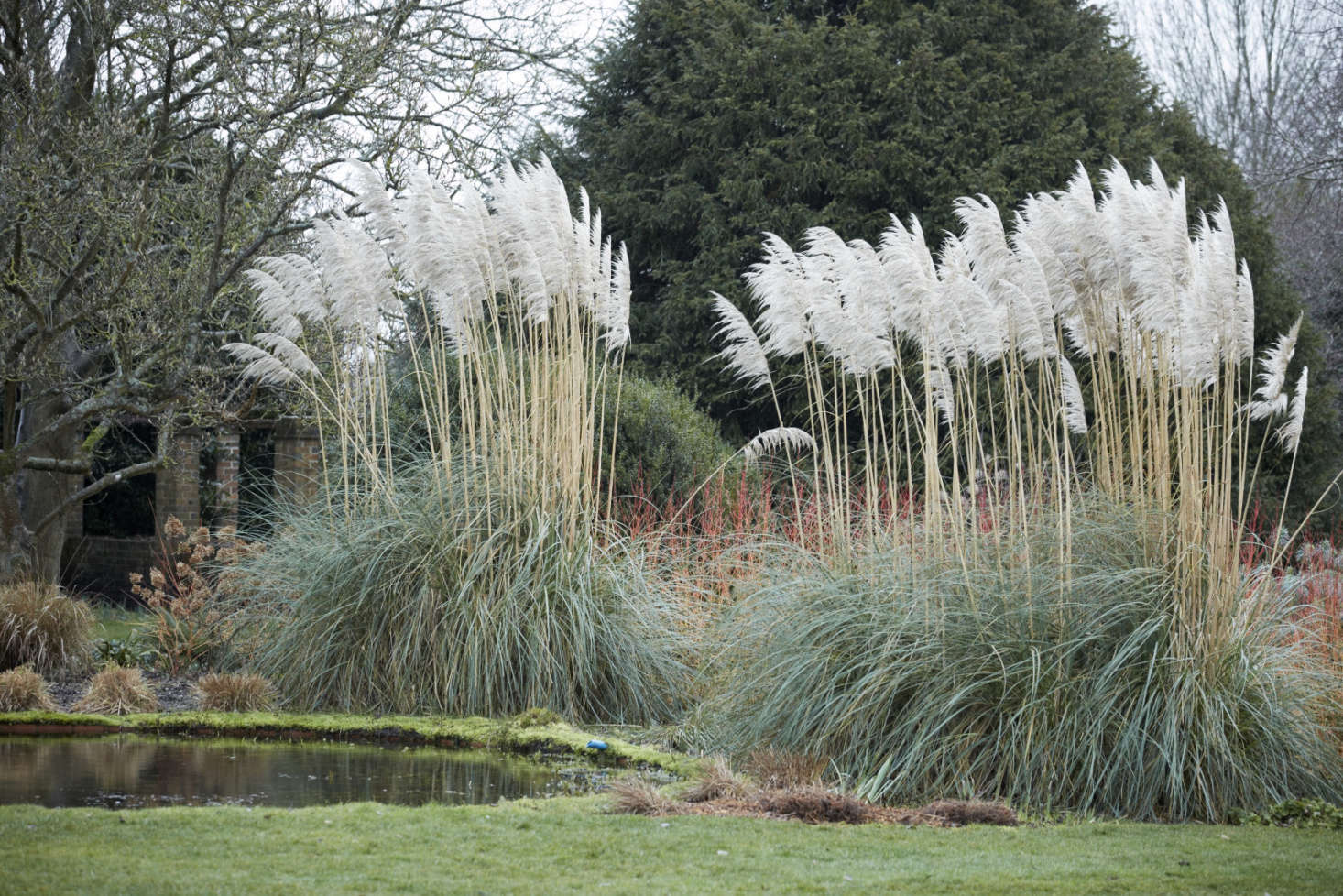 Gardening 101 Pampas Grass Gardenista