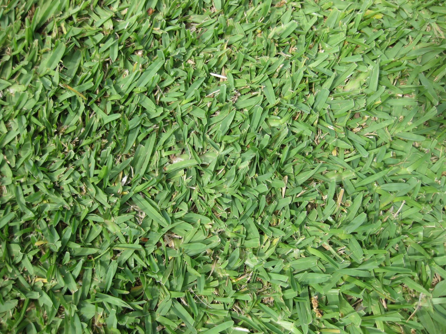 Gardening 101: St. Augustine Grass - Gardenista