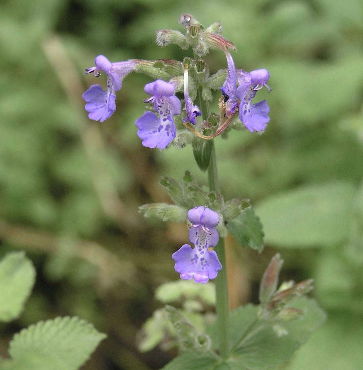 Gardening 101: Catmint - Gardenista
